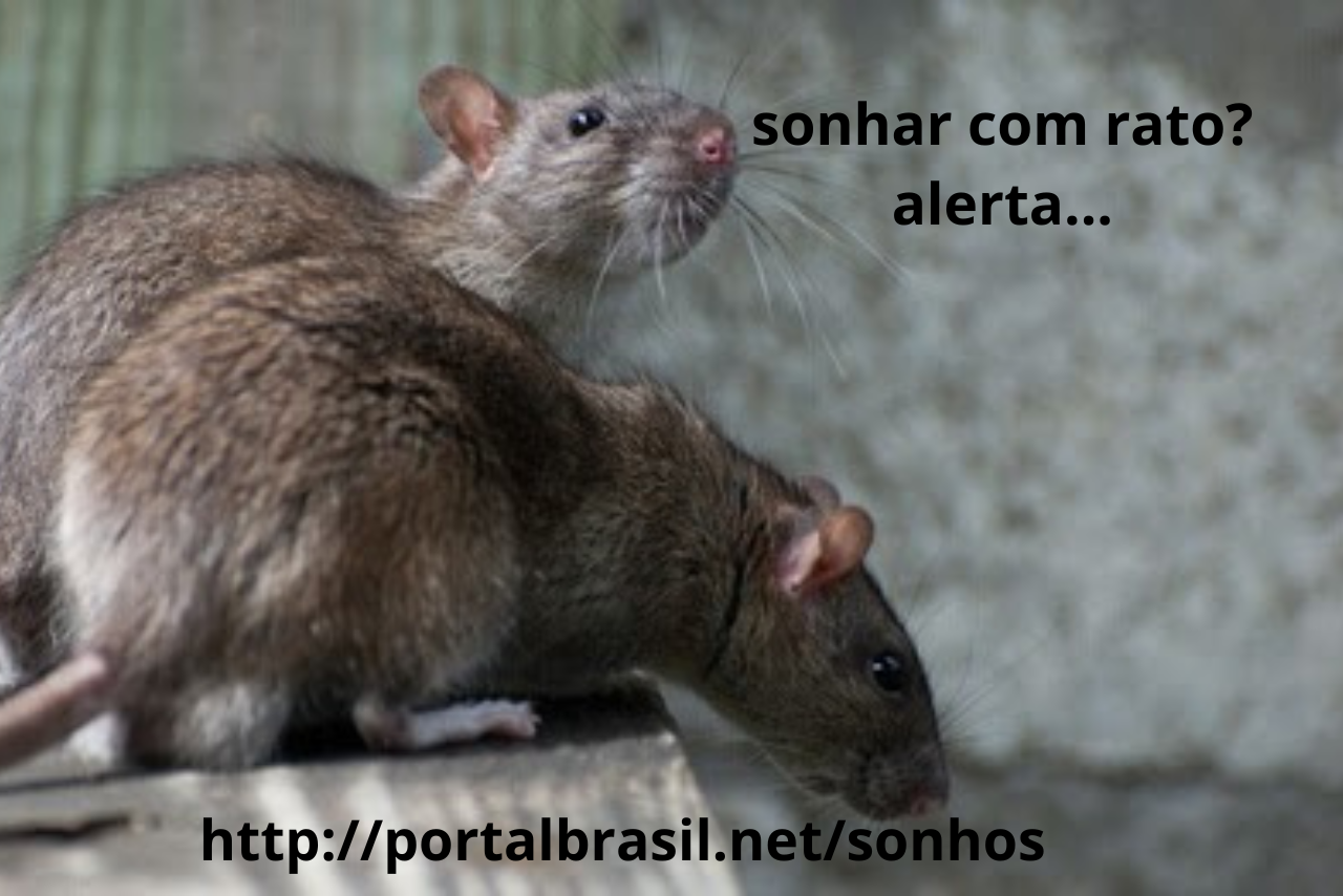 Sonhar com rato têm Alguns Significados. Atenção Cuidado!