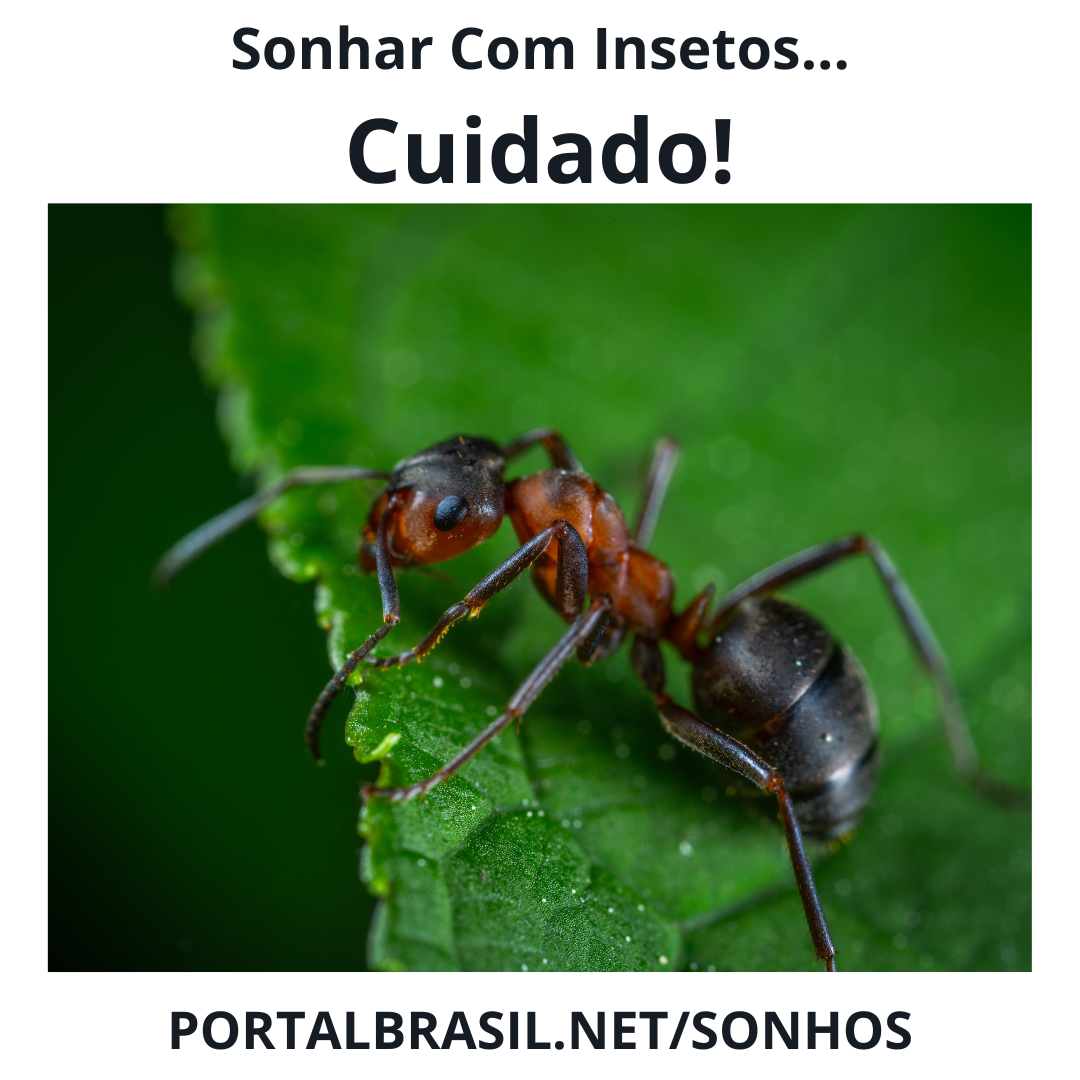 Sonhar com insetos tem Alguns Significados. Atenção! Cuidado!