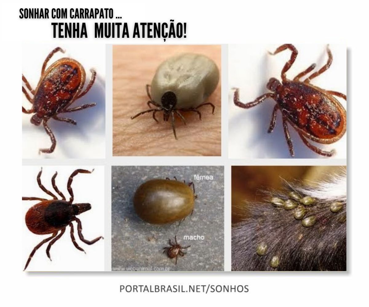 Sonhar com Carrapato têm Alguns Significados. Cuidado! Atenção!